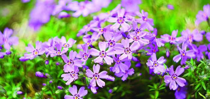 Decoding Planting Zones: USA Hardiness Map - Grit